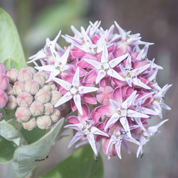 Homepage - Riverside Native Perennials