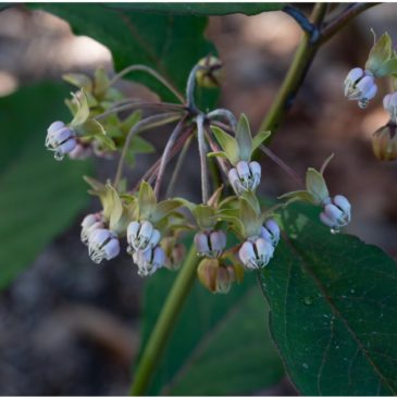 Homepage - Riverside Native Perennials