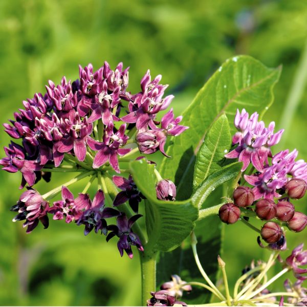 Homepage - Riverside Native Perennials