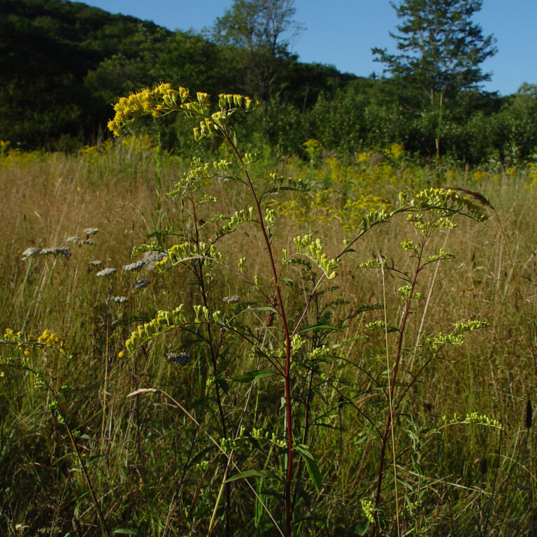 Homepage - Riverside Native Perennials