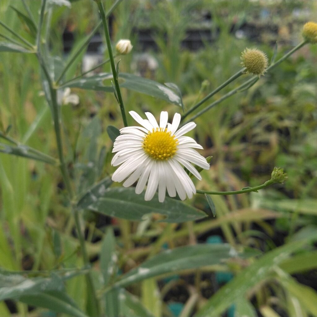 Homepage - Riverside Native Perennials