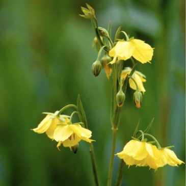 Riddell's Goldenrod - Riverside Native Perennials