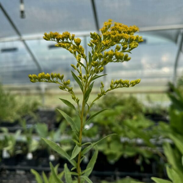 Homepage - Riverside Native Perennials