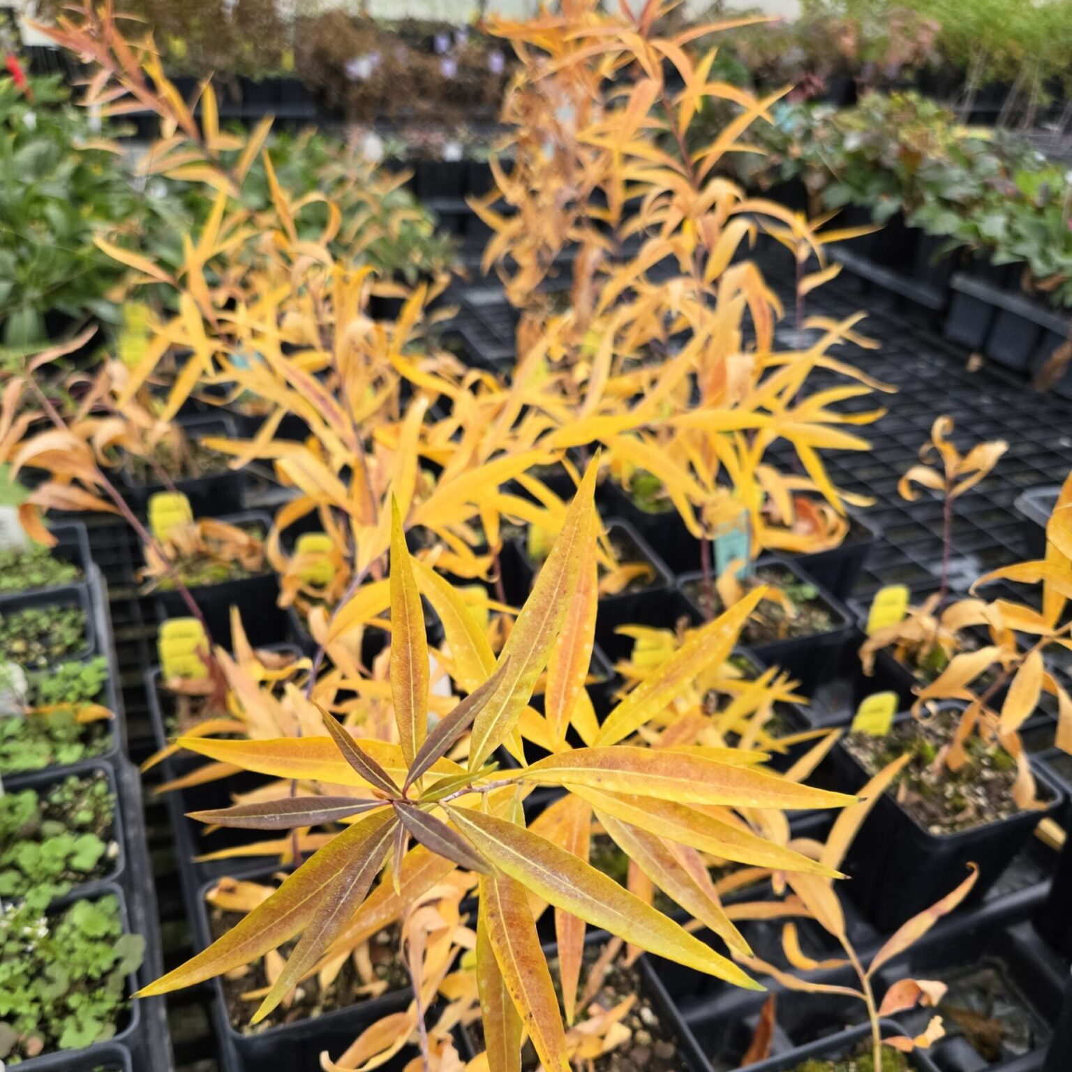 Homepage - Riverside Native Perennials