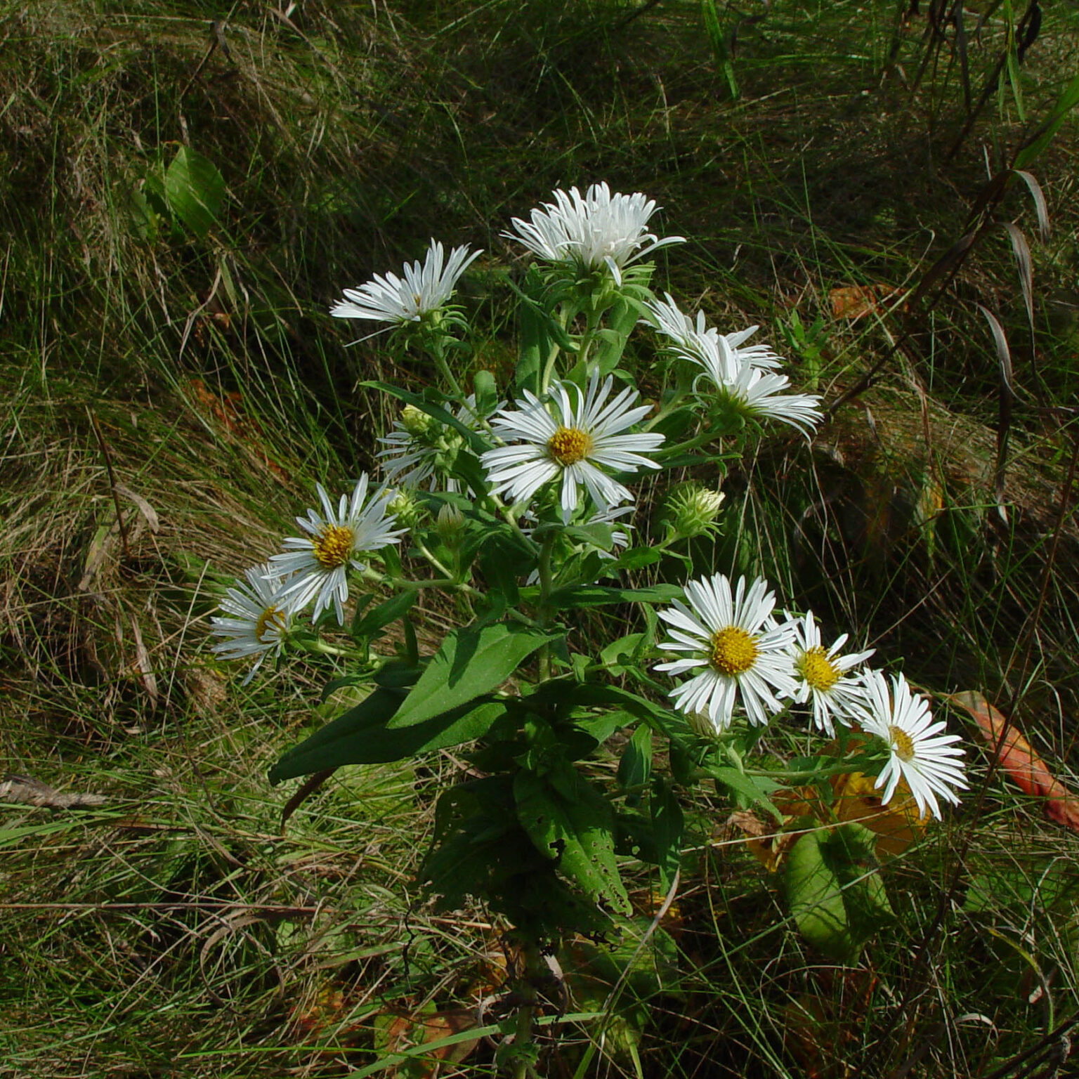Homepage - Riverside Native Perennials