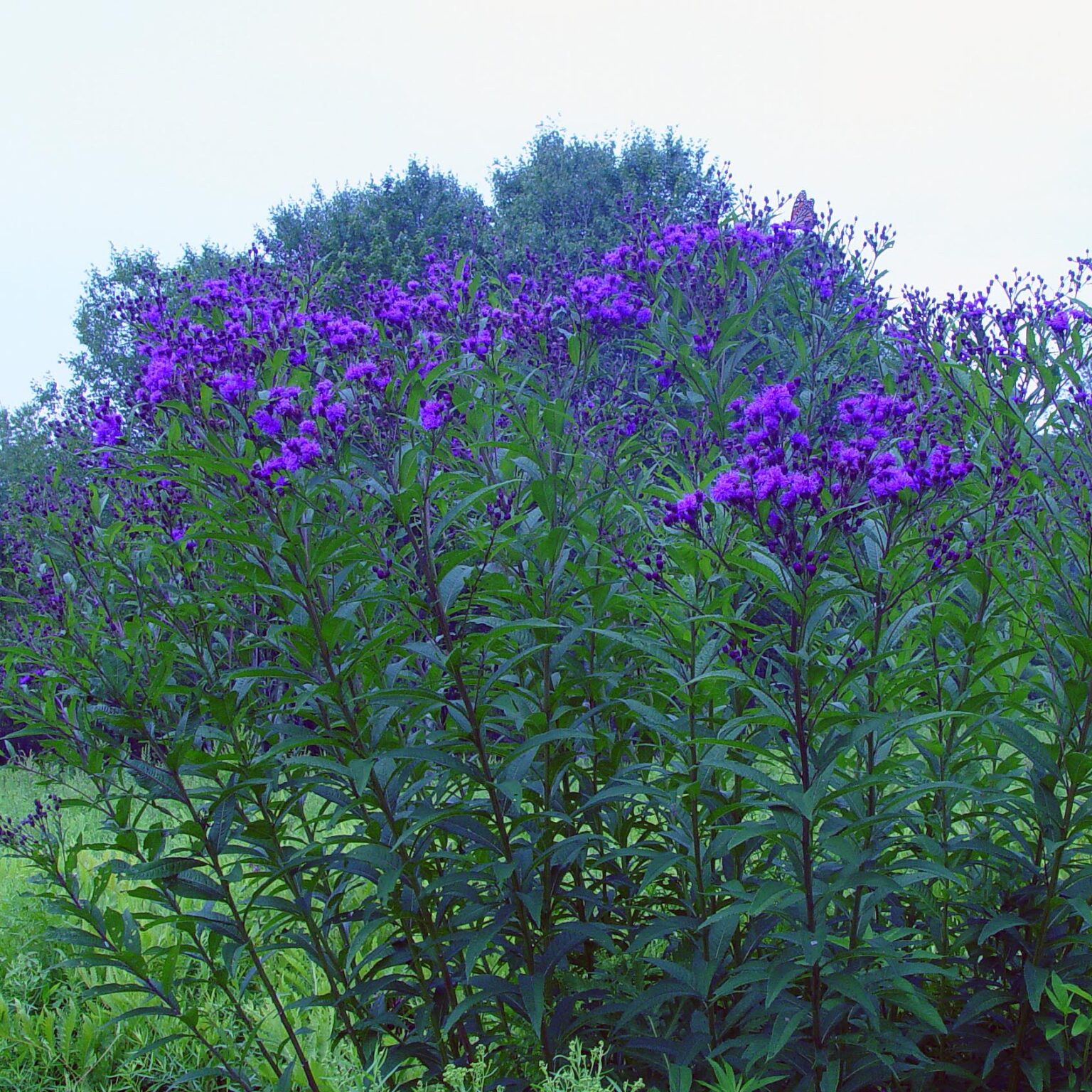 Homepage - Riverside Native Perennials