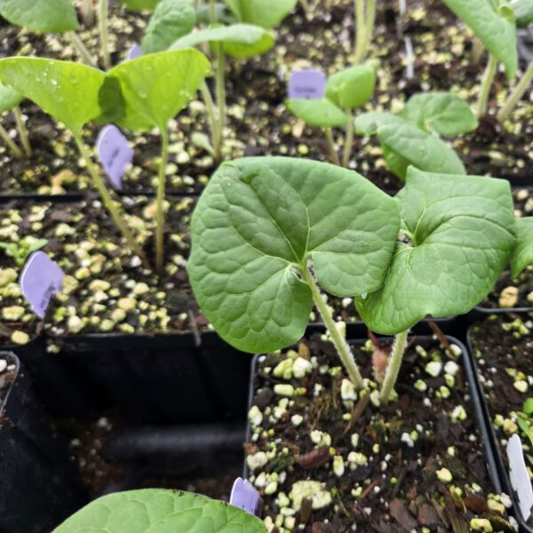 Homepage - Riverside Native Perennials