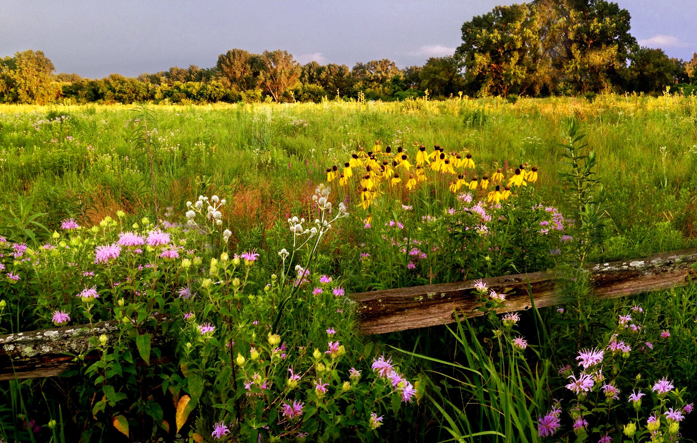 Homepage - Riverside Native Perennials